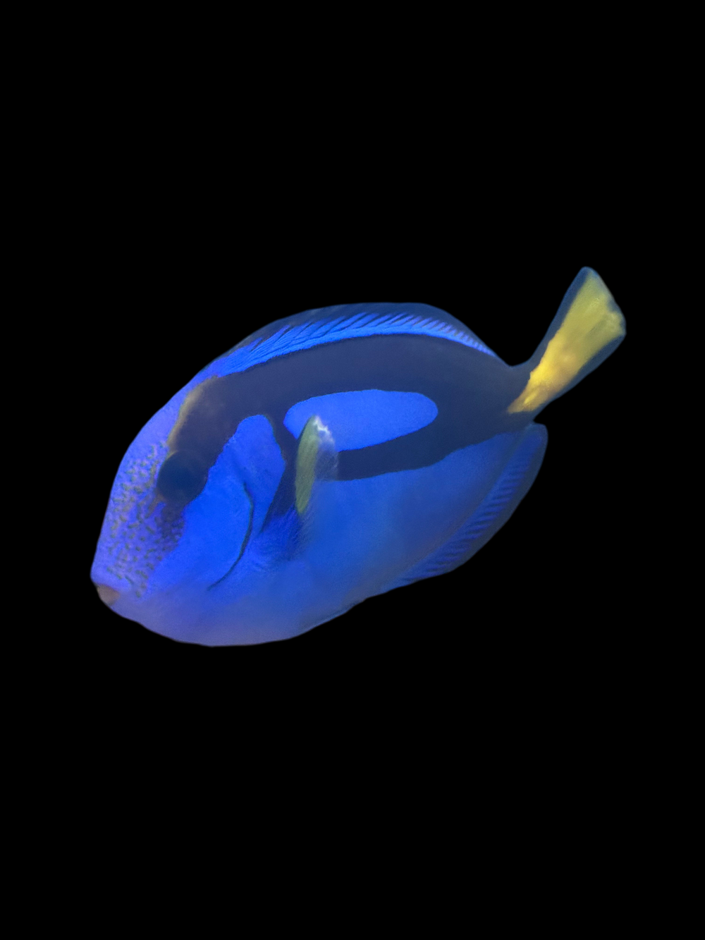 Fish – Thunder Reef Aquatics