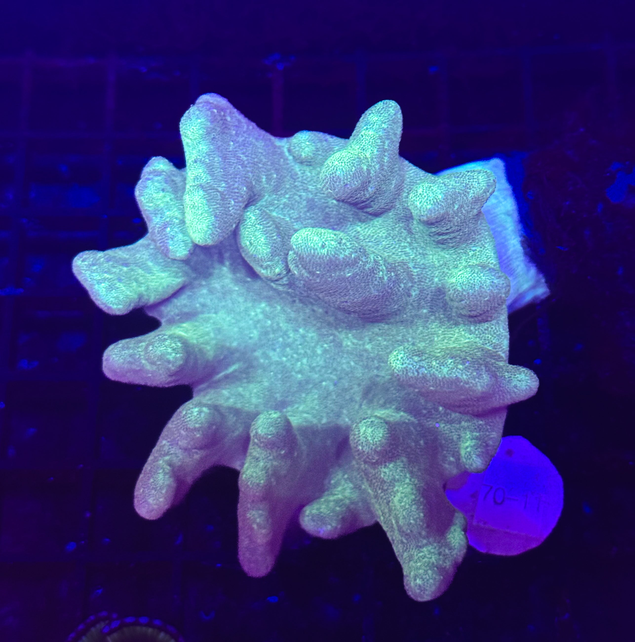 WYSIWYG Indo Green Devil Hand Leather Coral – Thunder Reef Aquatics